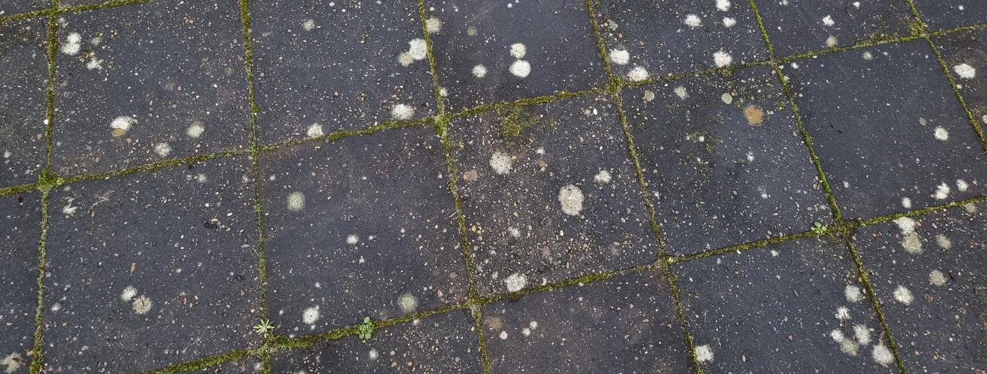 Fliserens - Få pæne fliser igen | Totalalgeservice.dk